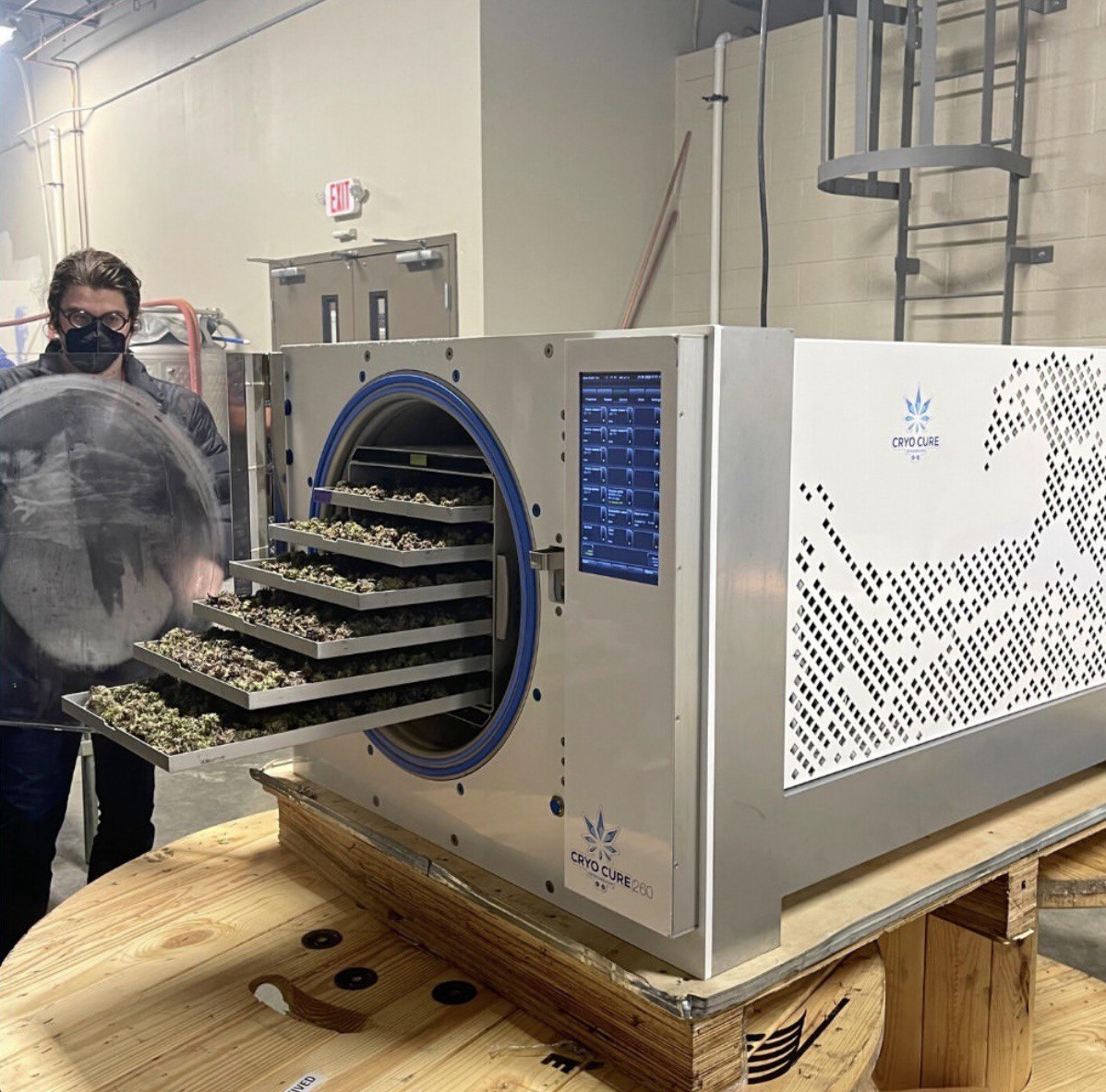 How to Achieve Perfectly Cured Cannabis: A Step-by-Step Guide - icure